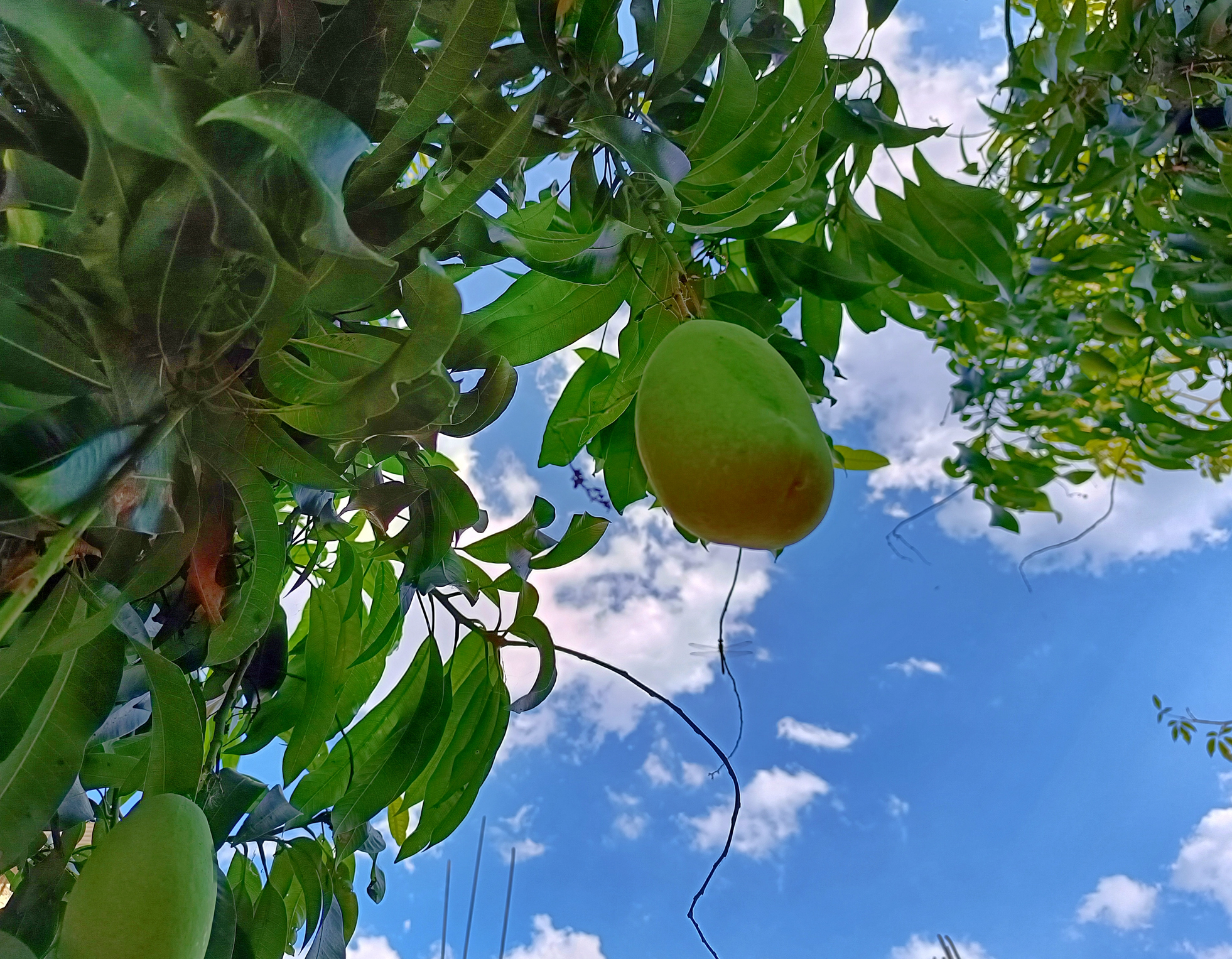 The Miracle of Mango for Your Skin! | CHARLÍS BEAUTY