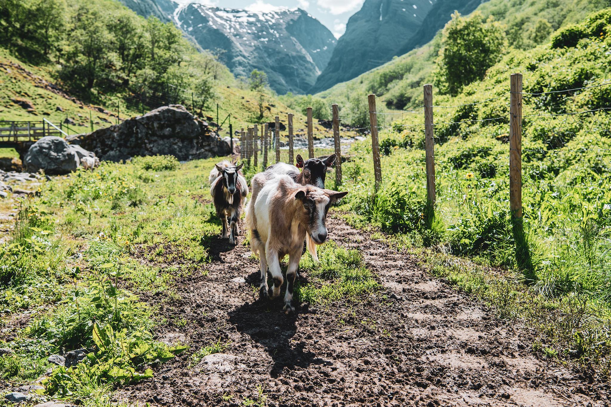 2-hour trip to picturesque Undredal with cheese tasting | Norway’s best
