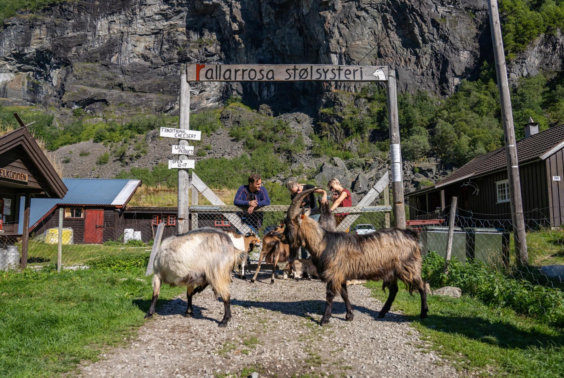 Experience Flåm Zipline | Norway’s best