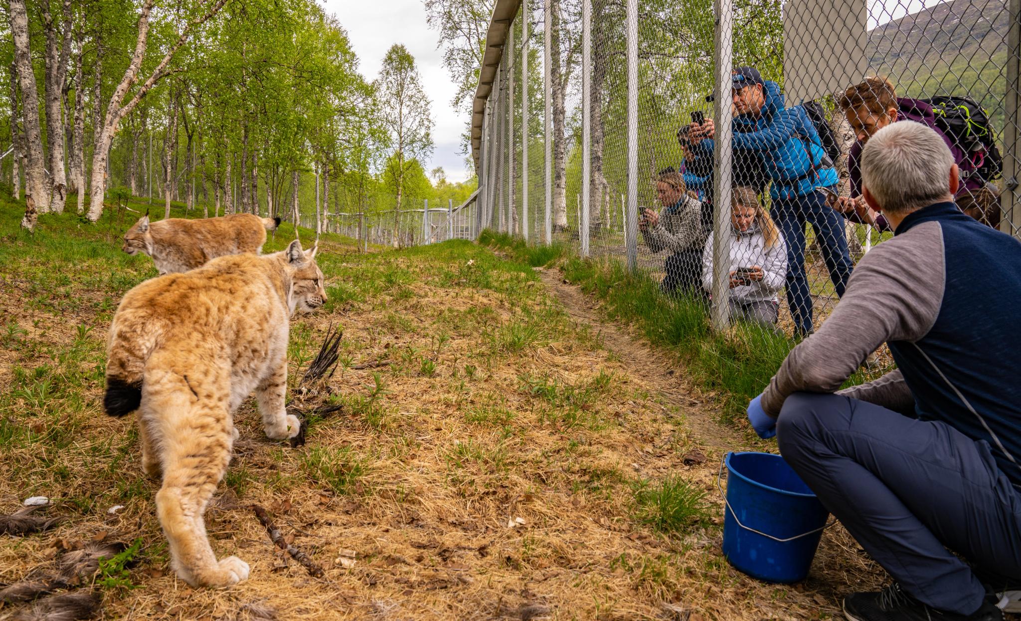 Polar Park – the world’s northernmost animal park | Norway’s best