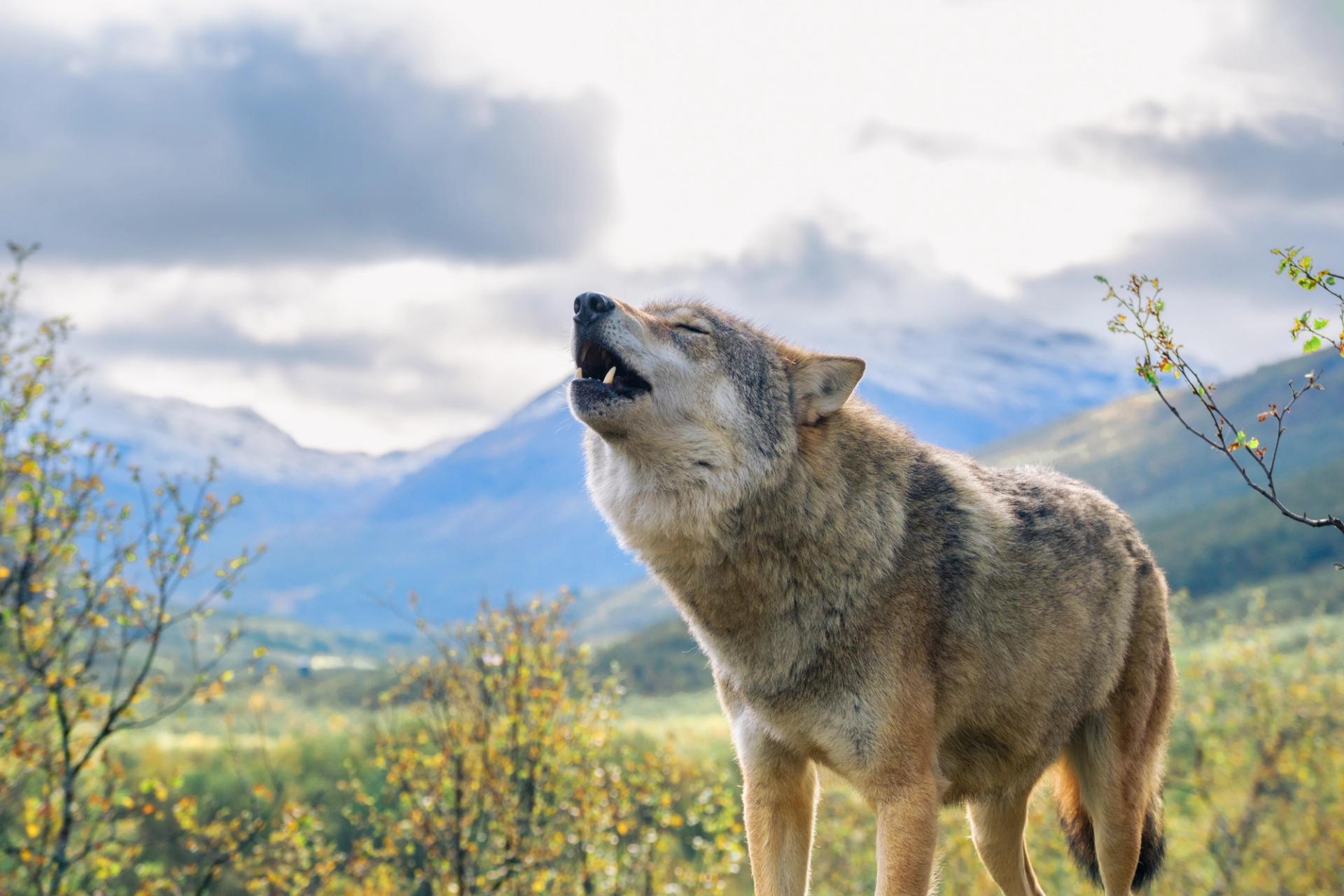 Polar Park – the world’s northernmost animal park | Norway’s best