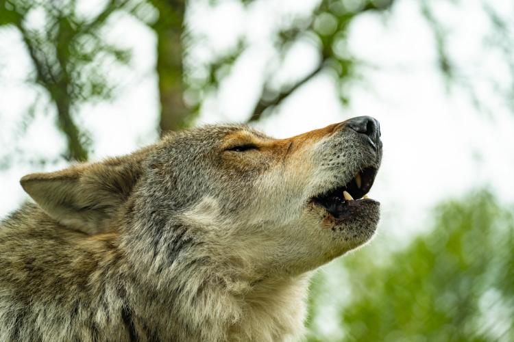 Polar Park – the world’s northernmost animal park | Norway’s best