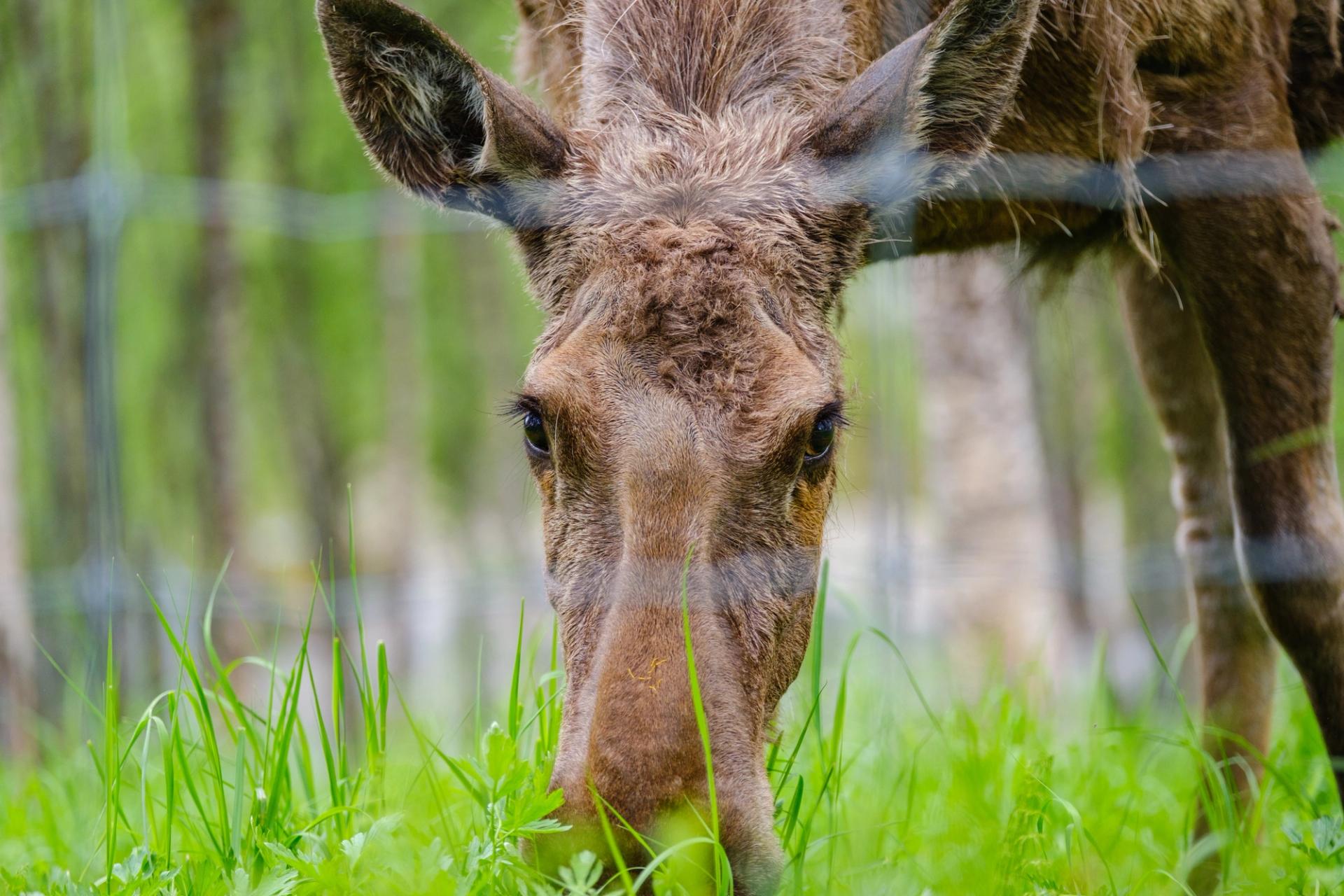 Polar Park – the world’s northernmost animal park | Norway’s best