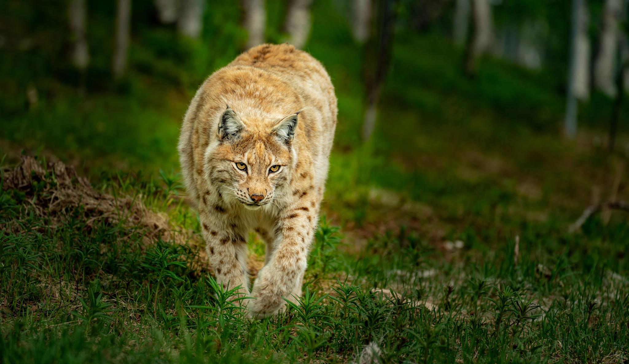Polar Park – the world’s northernmost animal park | Norway’s best