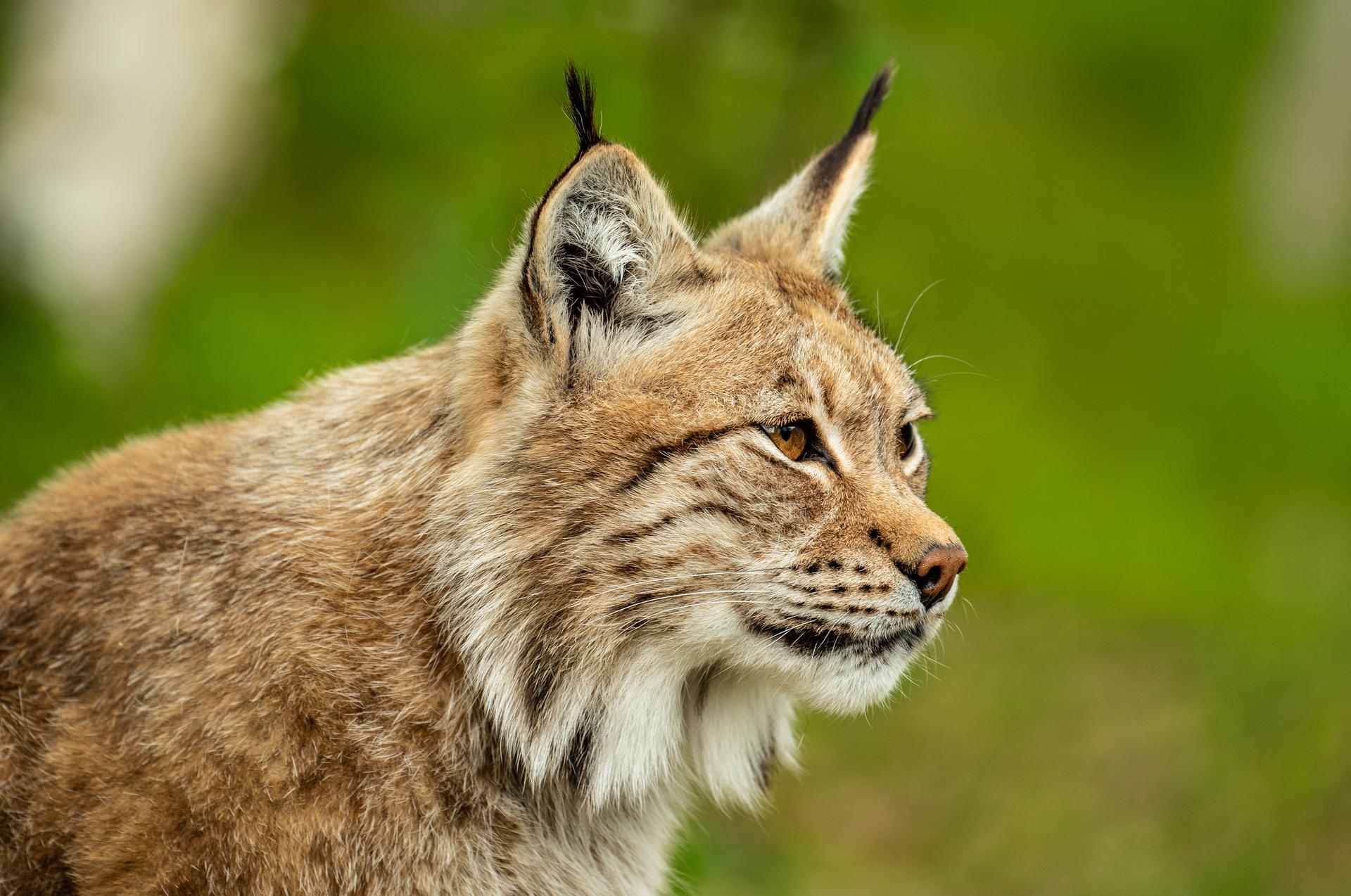 Polar Park – the world’s northernmost animal park | Norway’s best