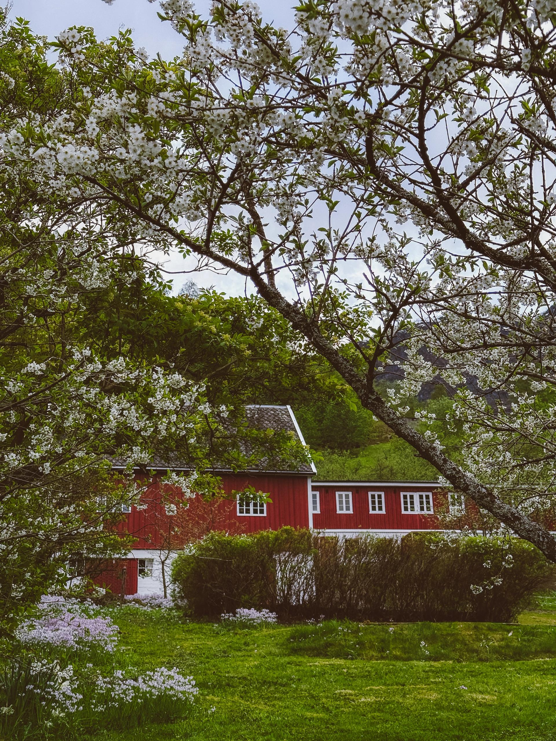 The Fjord Farm in Flåm – Local Food, Animals & Norwegian Traditions ...