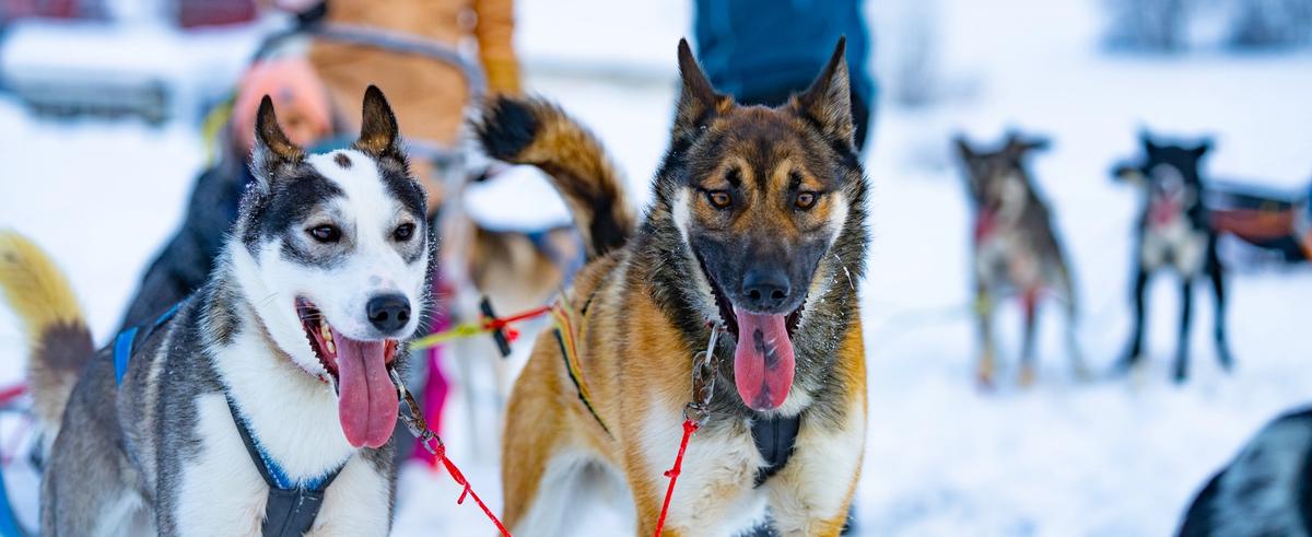 5 Popular Winter Team Building Activities in Myrkdalen | Norway’s best
