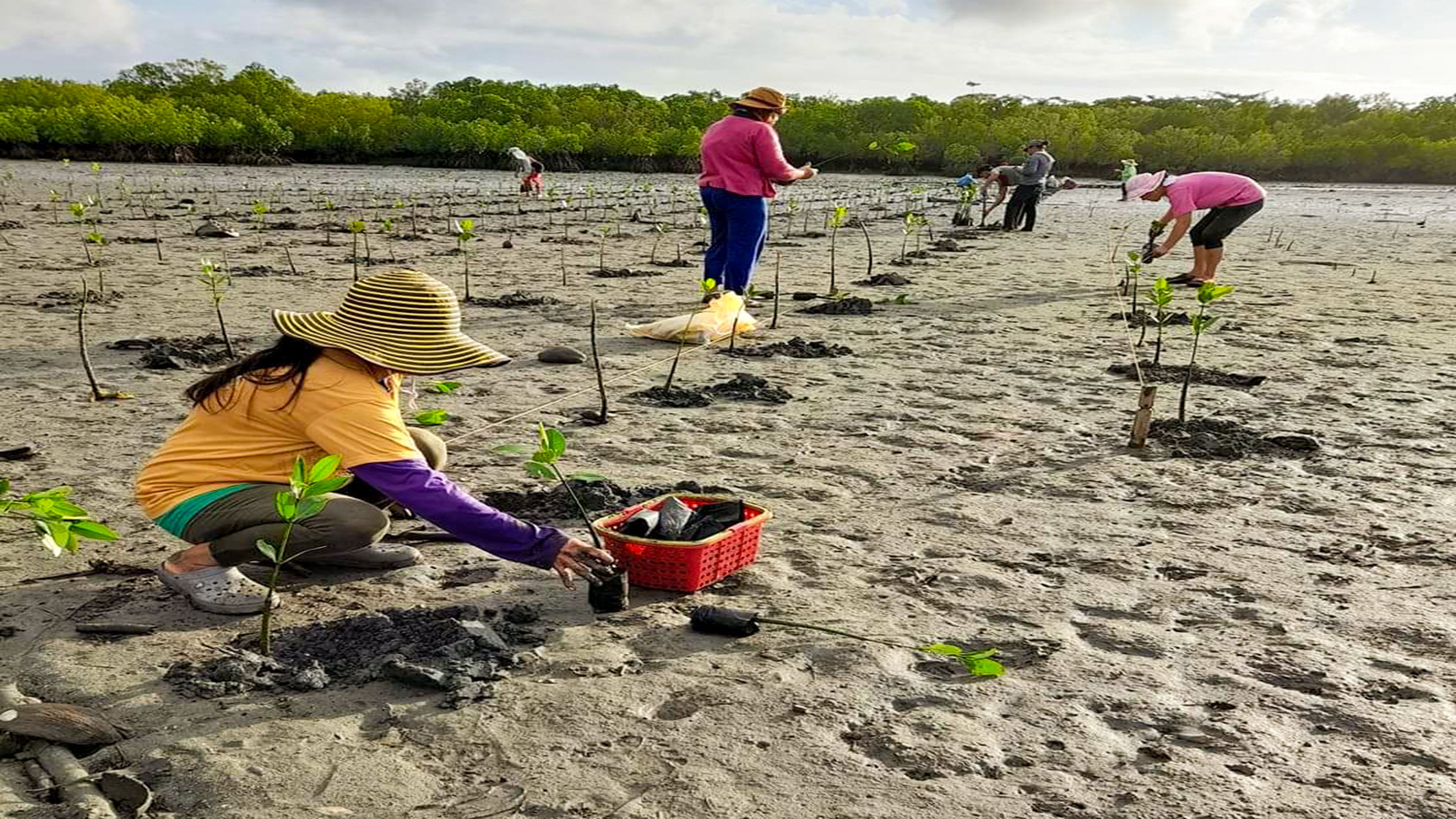 Keeping its pledge: SMC plants 3.8 million trees in three years