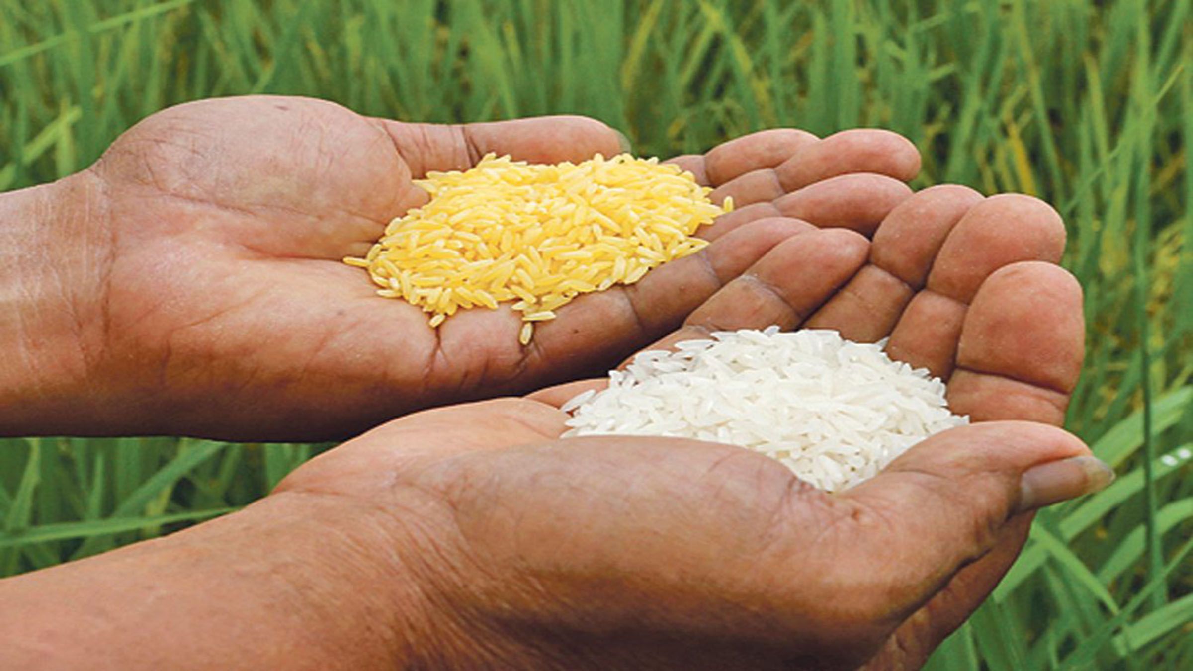 Farmers reject GMO aka Golden Rice