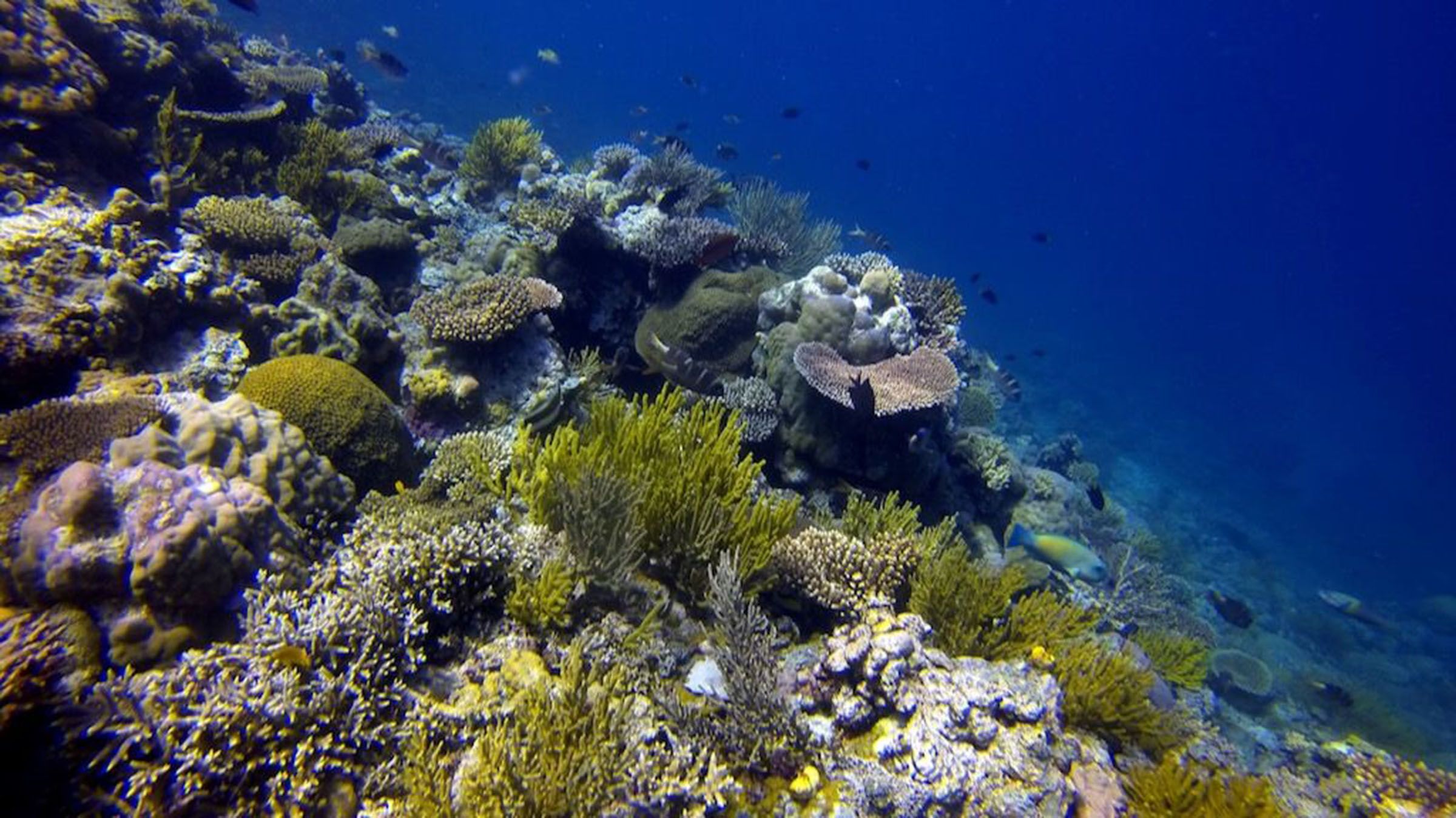 ADB approves $3.8 million to protect coral reefs