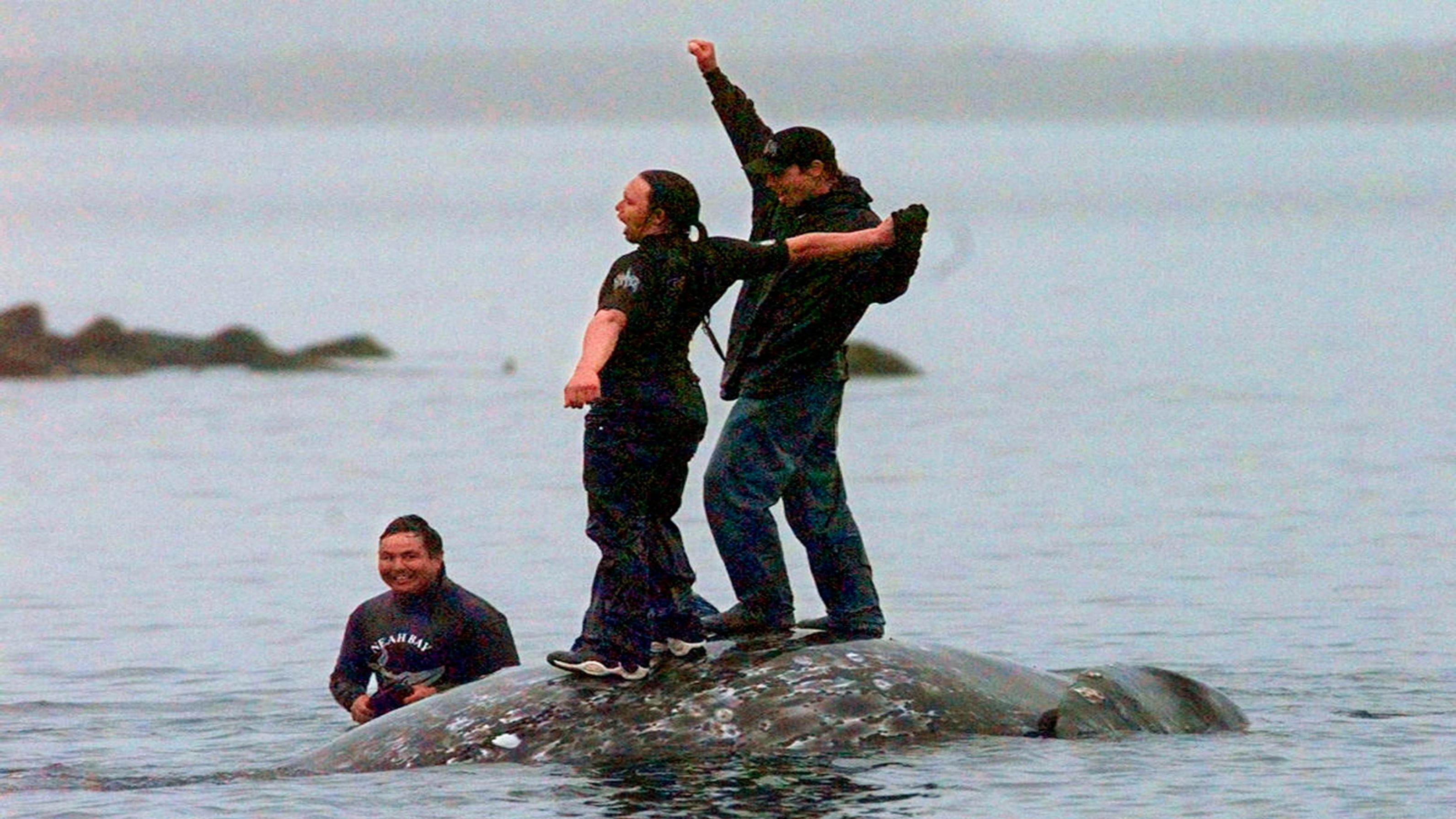 Tribe wins case, judge allows them to resume whaling off Washington