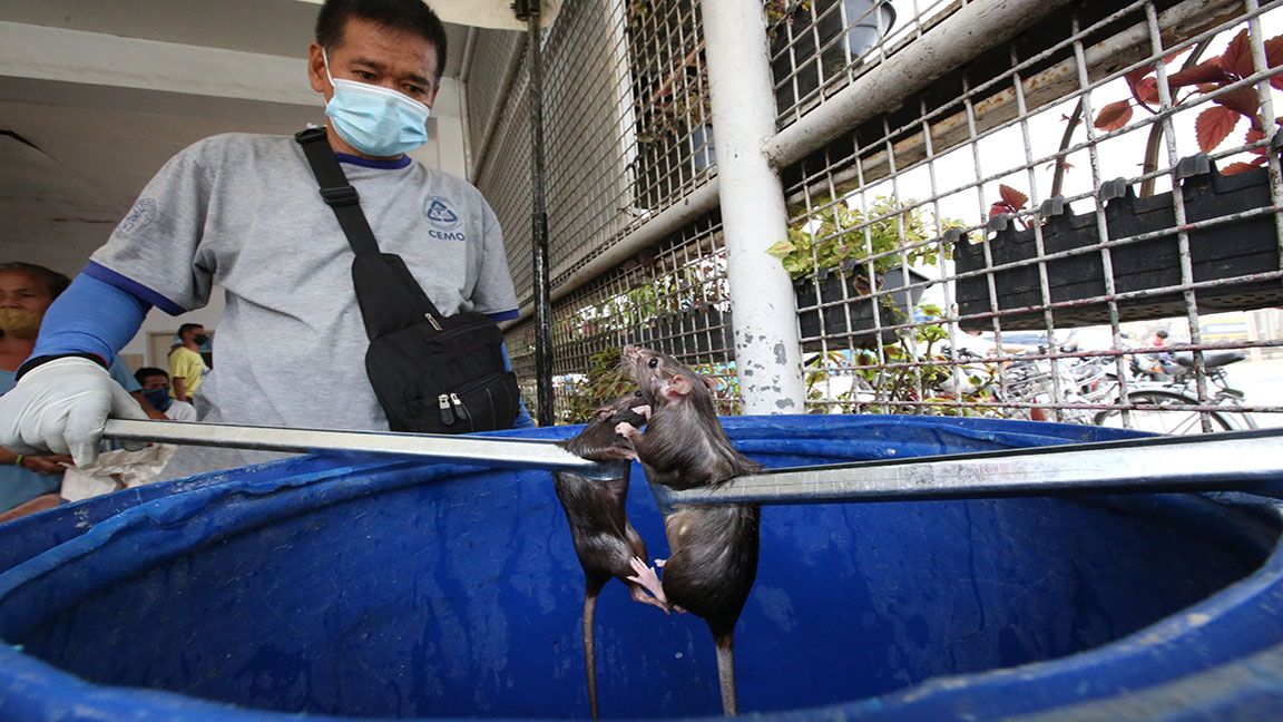 RAT-TO-CASH PROGRAM IN MARIKINA CITY