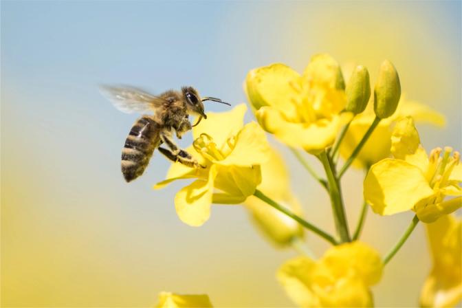 Honey bee health | Rowse Honey