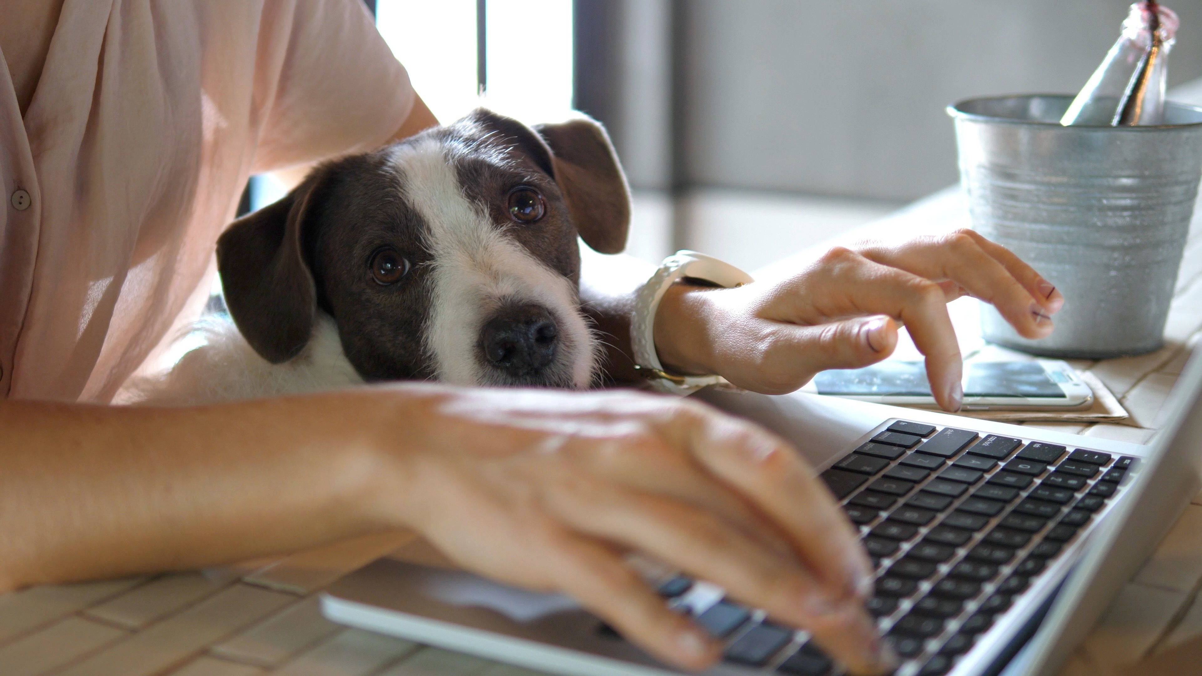 Dogs at Work: Returning to Work With Your Dog - Diggs