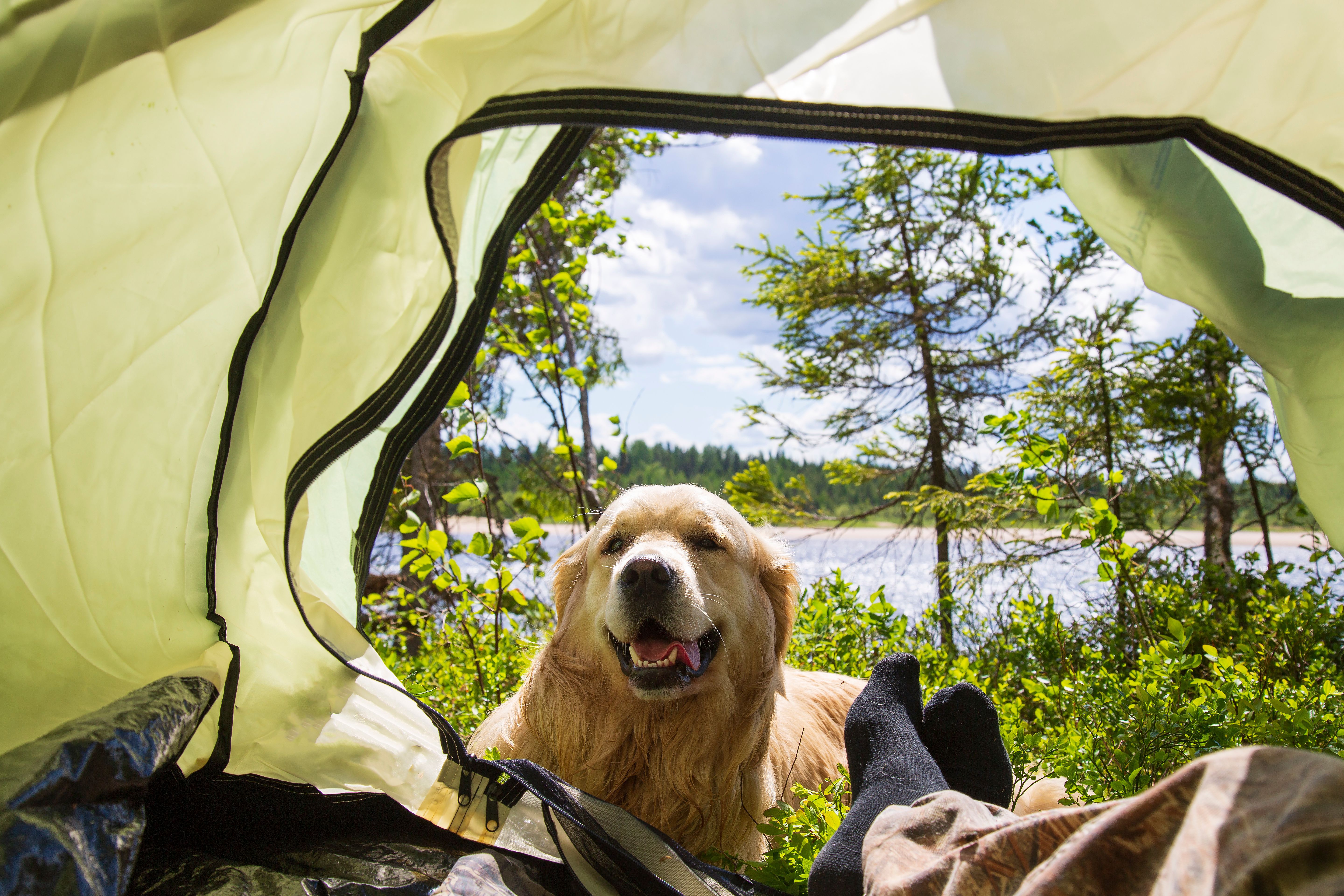 Camping With a Puppy Enjoying the Great Outdoors Diggs