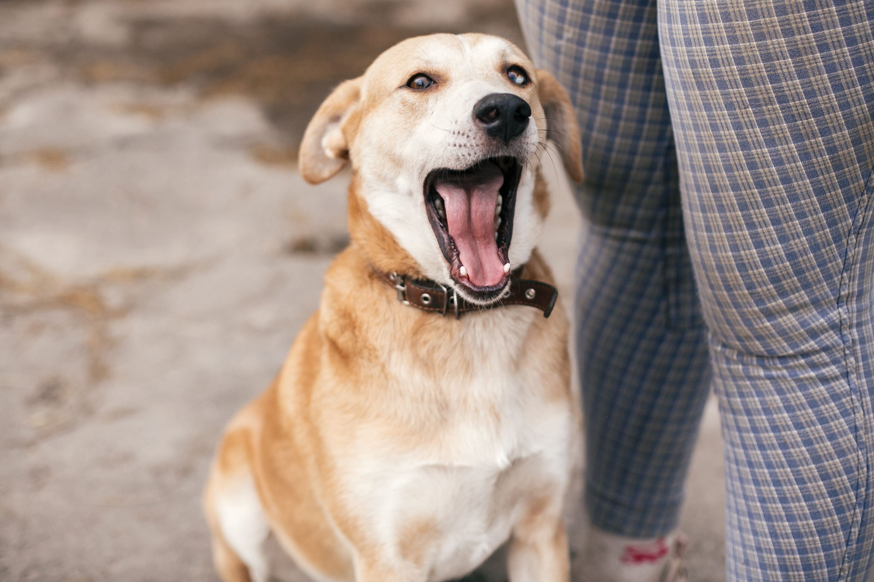 Dog Body Language: What They’re Trying To Tell You - Diggs