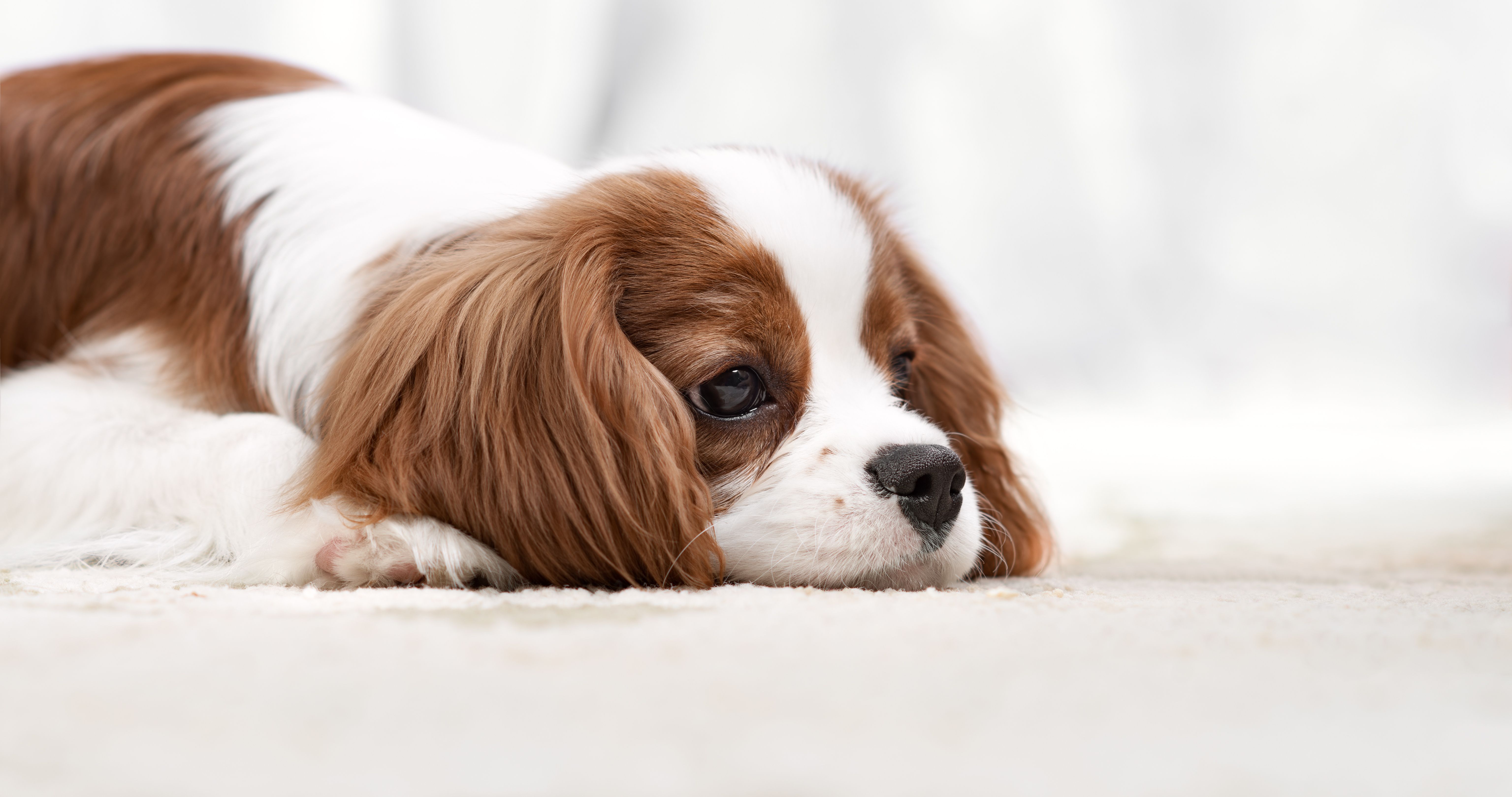 How To Calm a Crying Puppy: 7 Tips & Tricks - Diggs