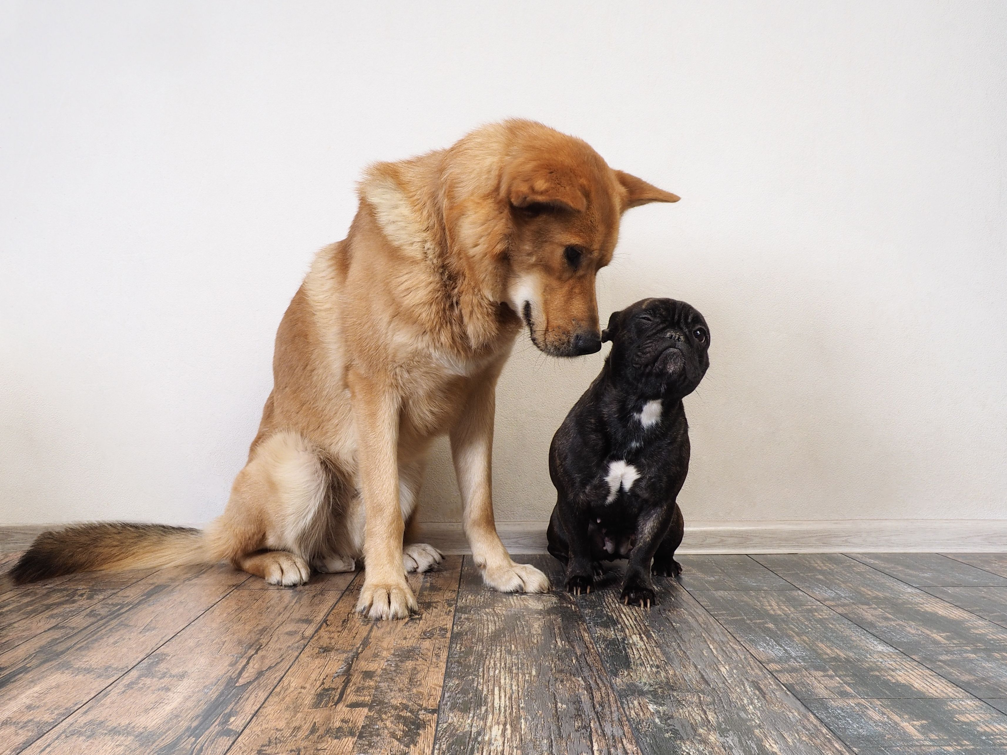 How To Introduce a New Dog to Your Dog: A Guide - Diggs