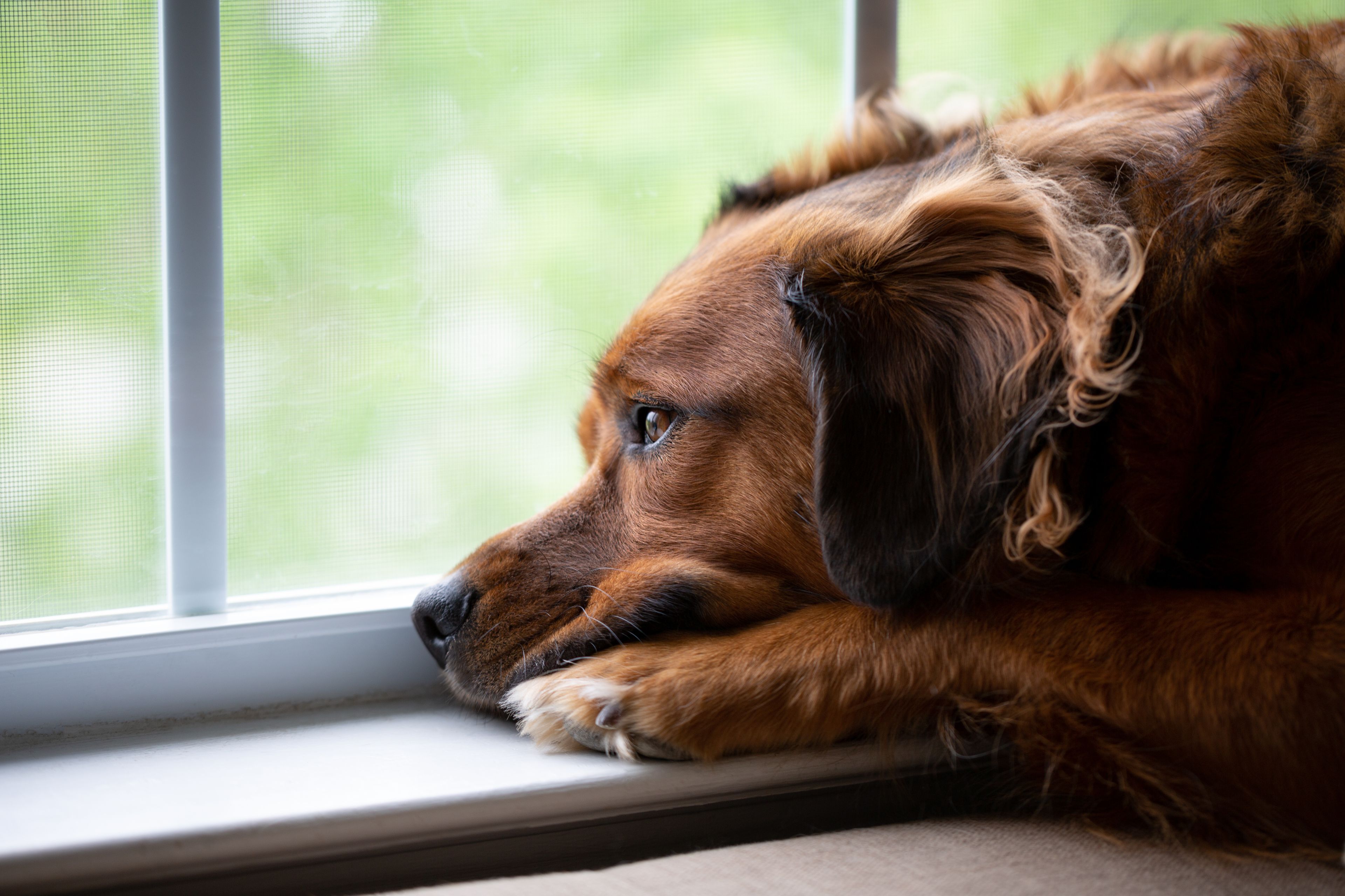 Stressed Out Dog: 10 Ways To Ease Their Stress - Diggs