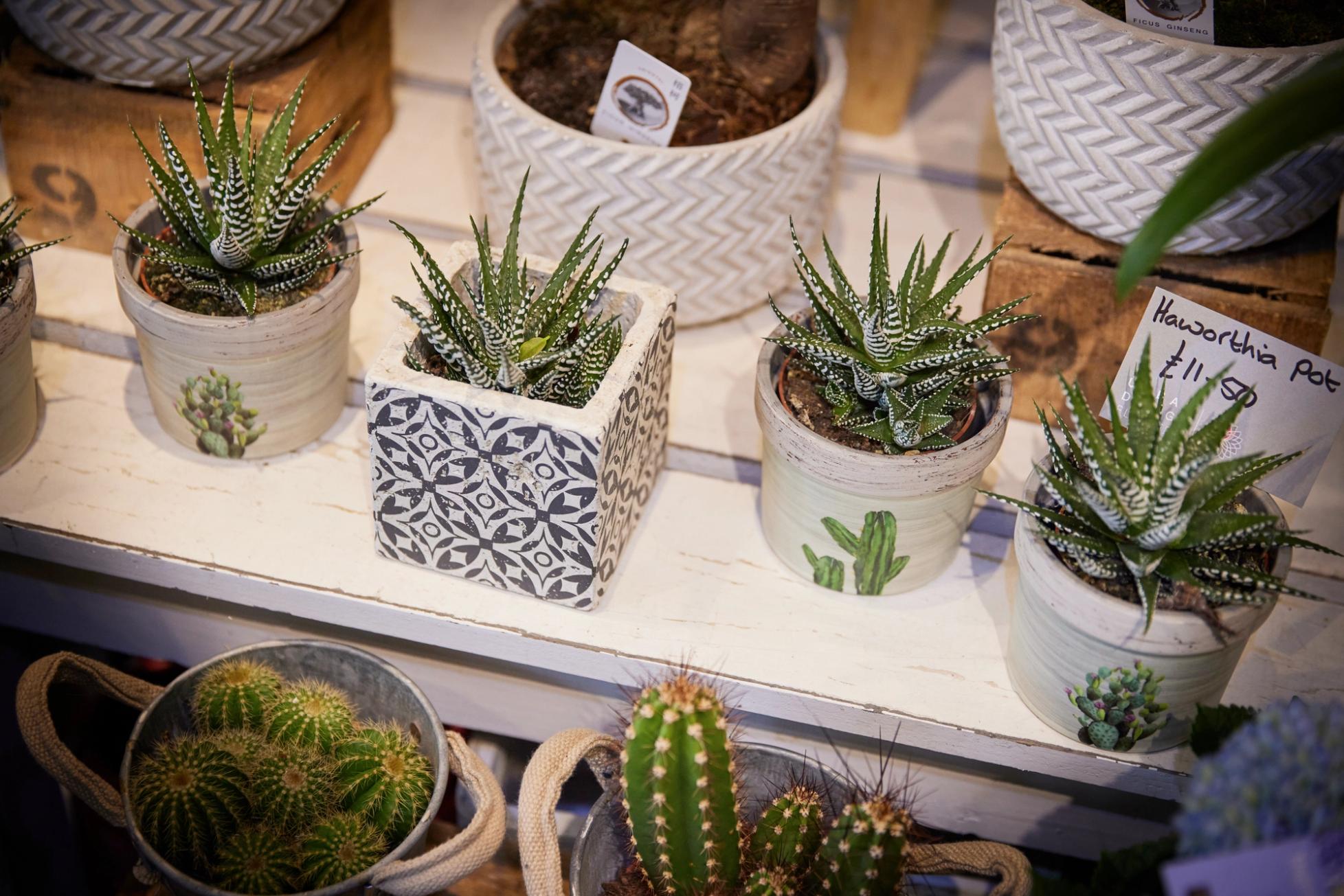 The Ultimate Guide to Indoor Plants | Delivery, Selection, Care, and ...
