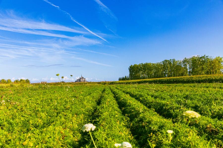 Can Autonomous Robots Save the Vegetable Industry? | GOFAR