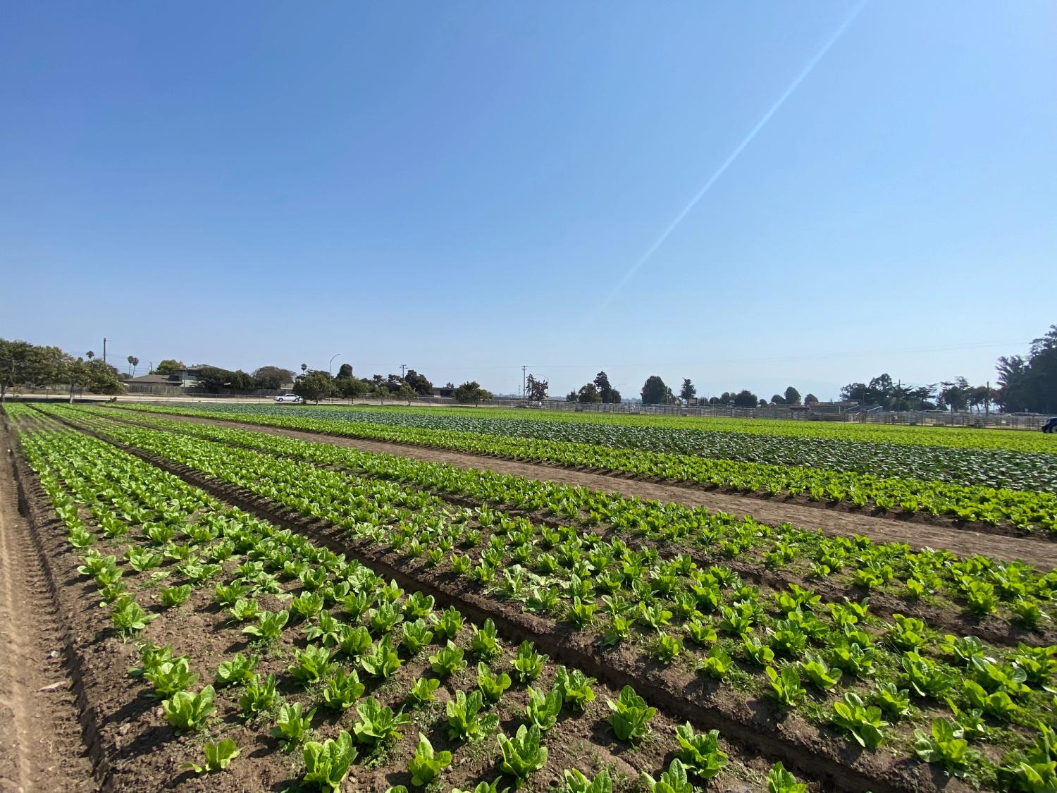 Can Autonomous Robots Save the Vegetable Industry? | GOFAR