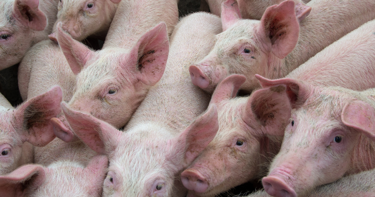 Treating Swine Manure in Hog Lagoon | EnviroZyme