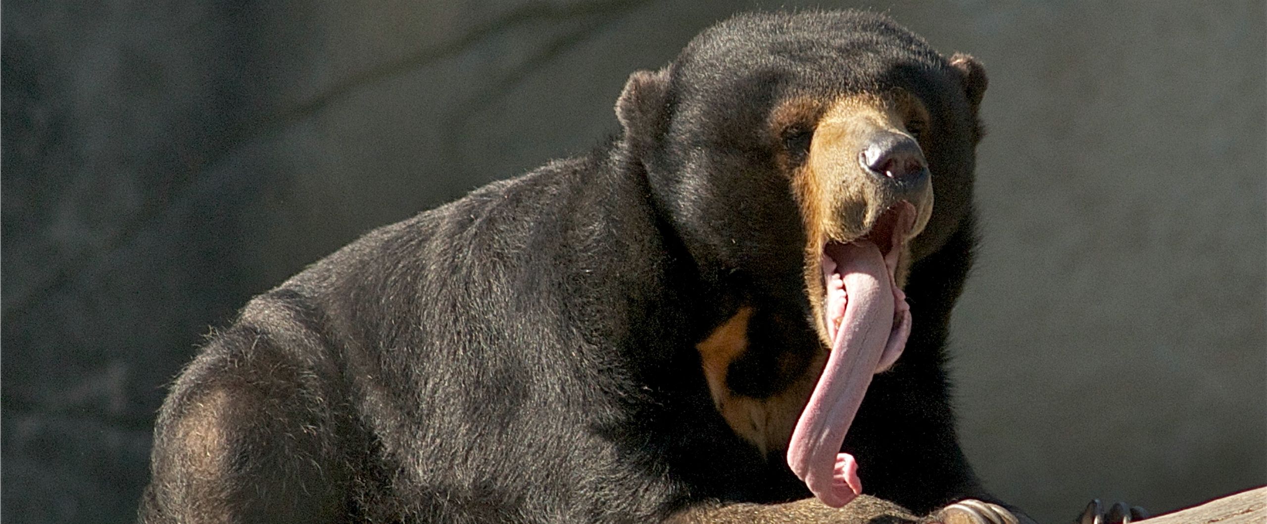 Sun Bear Tongue