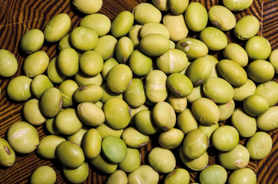 Summer Shell - Edamame - Altes und historisches Saatgut