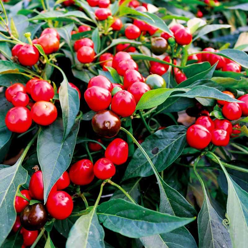 Red Cherry Small » Scharfe Chili - Altes & historisches Saatgut