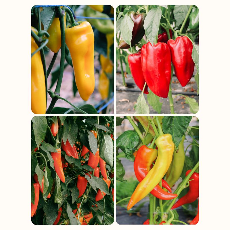 Set: Spitzpaprika » Paprika - Altes & historisches Saatgut