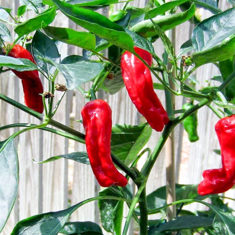 Shishito » Milde Chili - Altes & historisches Saatgut