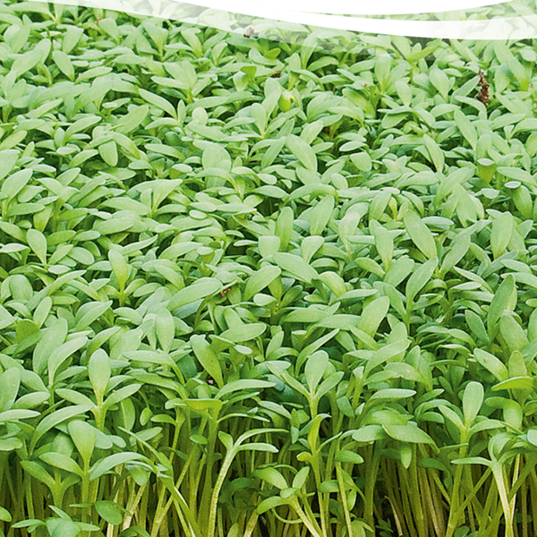 Einfache Gartenkresse | Kresse | Bio Saatgut bestellen