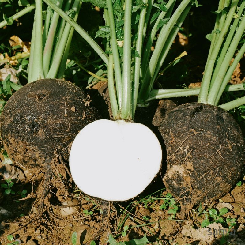 Runder Schwarzer Winter » Rettich - Altes & historisches Saatgut