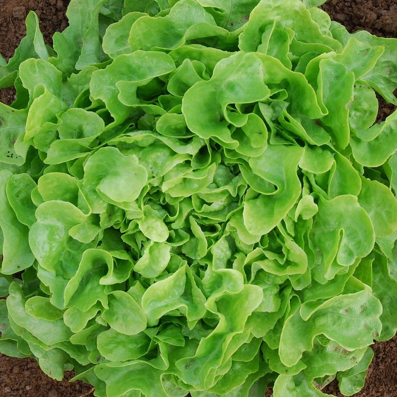 Strubelpeter » Eichblattsalat - Altes & historisches Saatgut