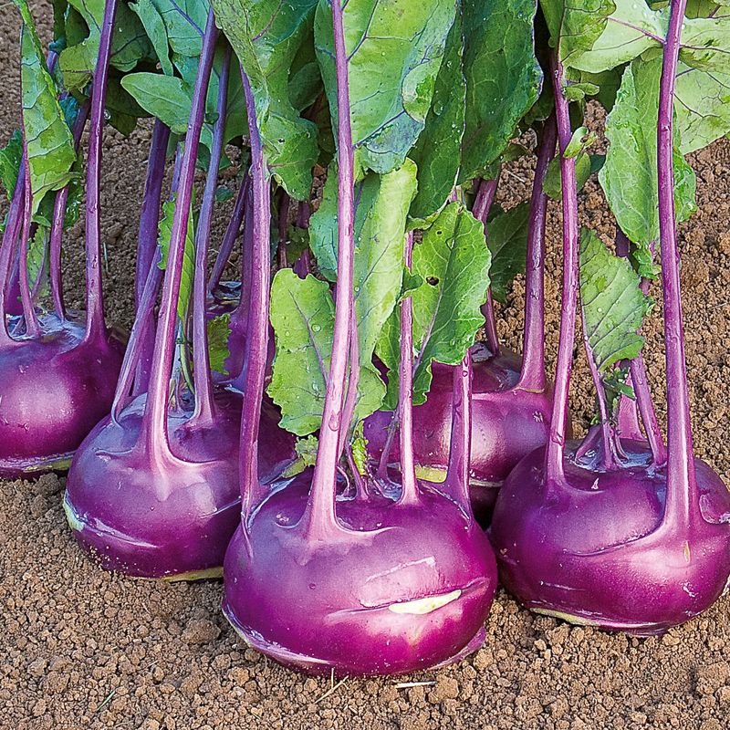 Azur Star » Kohlrabi - Altes & historisches Saatgut