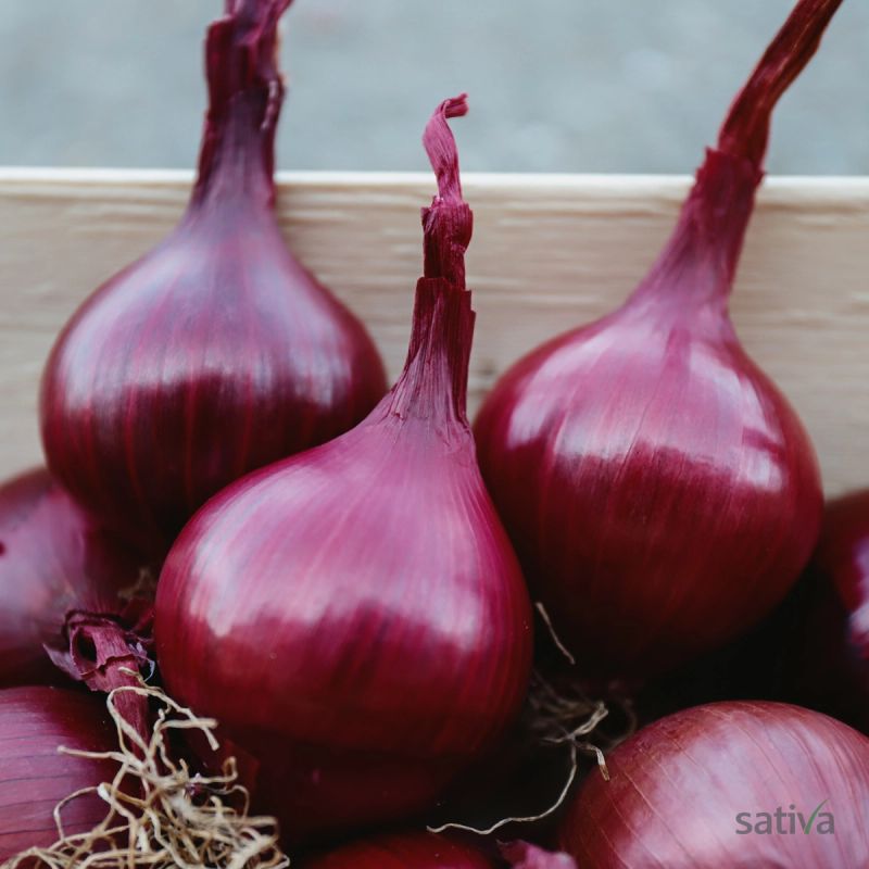 Rote Zwiebel Blte