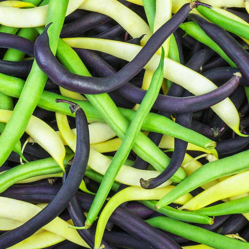 Buschbohnen-Trio » Buschbohne - Altes & historisches Saatgut
