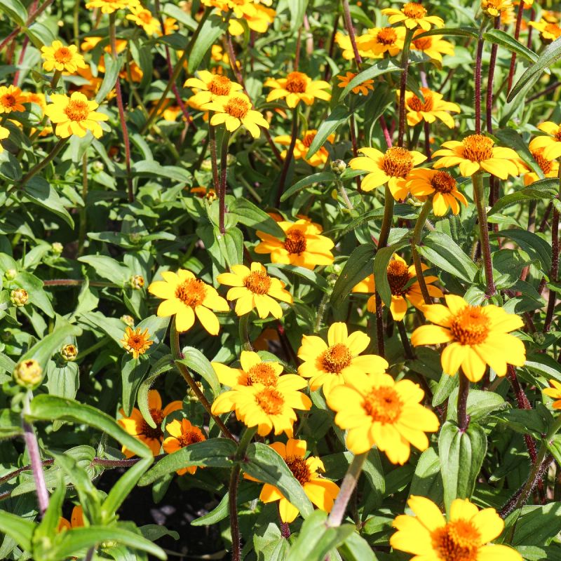 Zinnie Old Mexico » Zinnien - Altes & historisches Saatgut