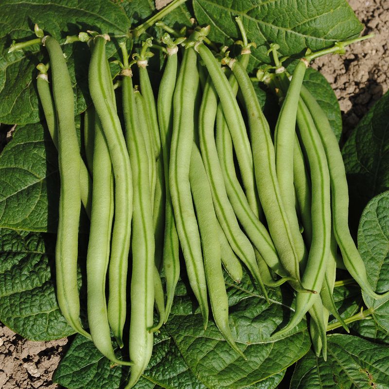 Busch­bohnen­samen kaufen » Alte & seltene Sorten