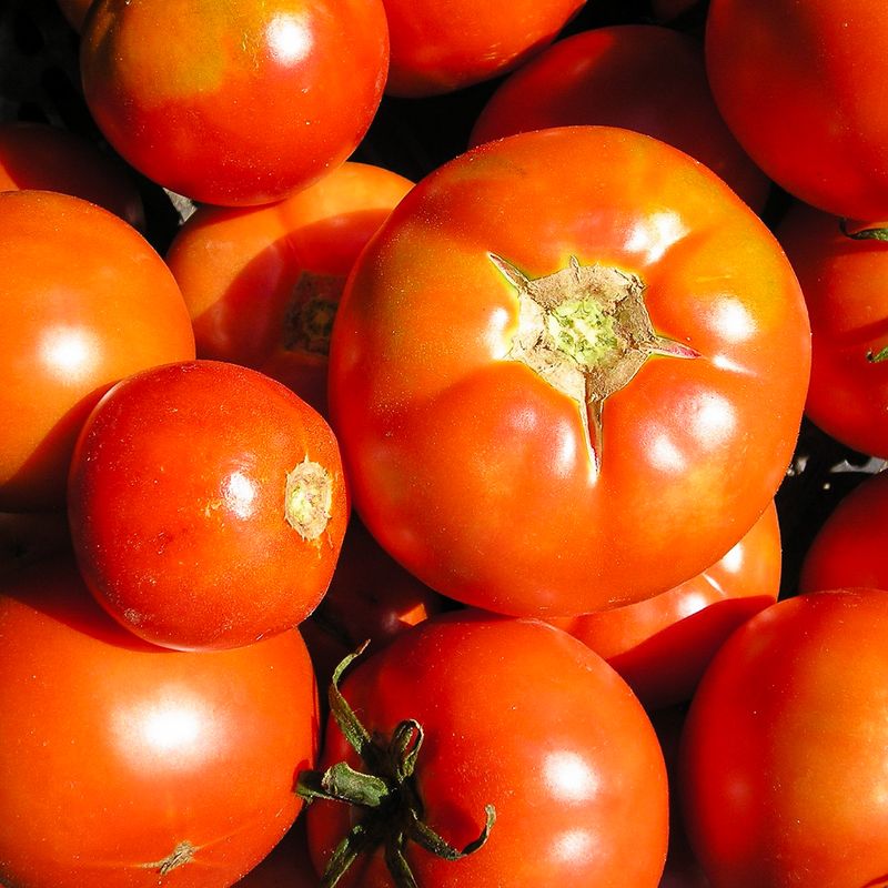 De Paudex » Fleischtomate - Altes & historisches Saatgut