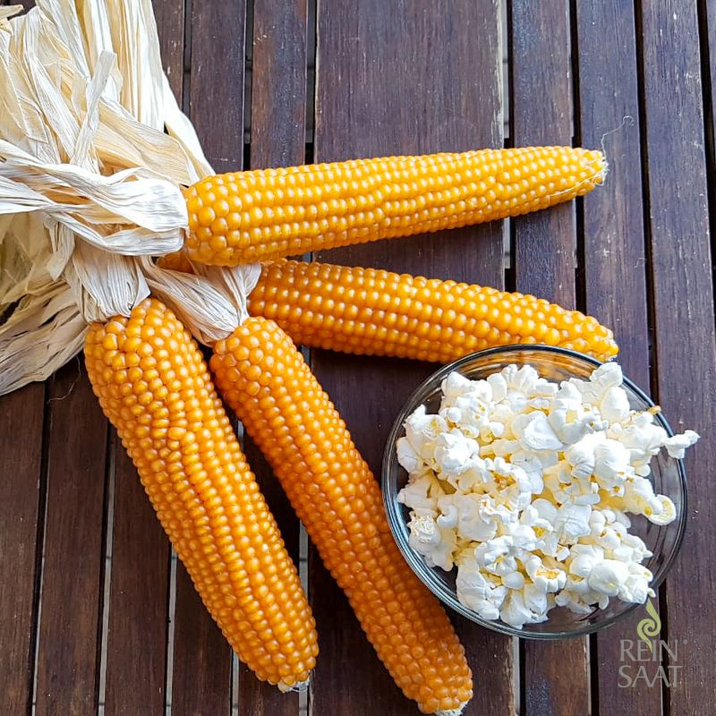 Kremgolyo » Popcornmais - Altes & historisches Saatgut