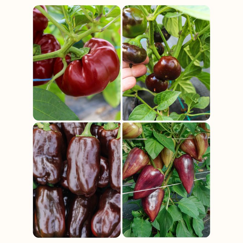 Set: Dunkle Paprika » Gemüse - Altes & historisches Saatgut