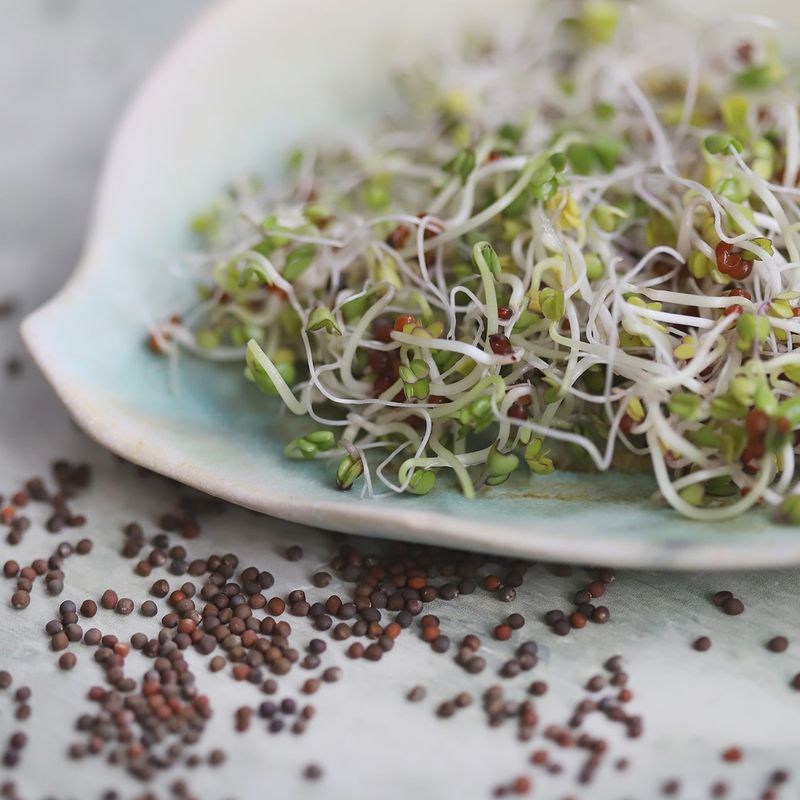 Broccoli (Sprossen) » Keimsprossen - Altes & historisches Saatgut