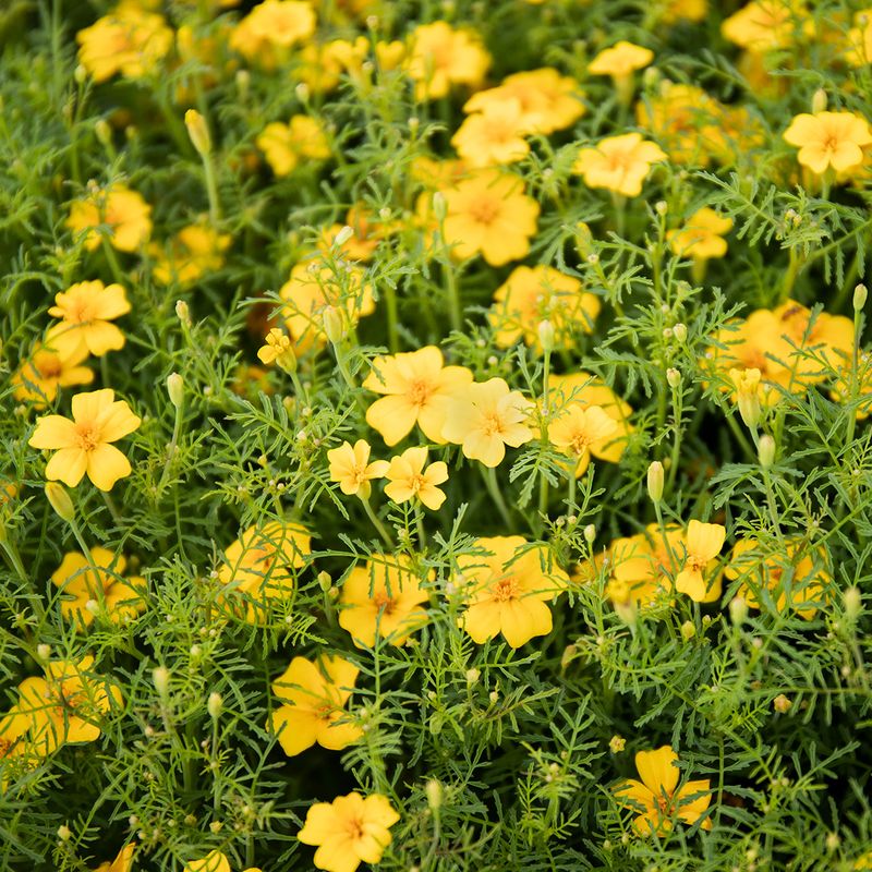 Gewürztagetes Lemon Gem » Blumen - Altes & historisches Saatgut