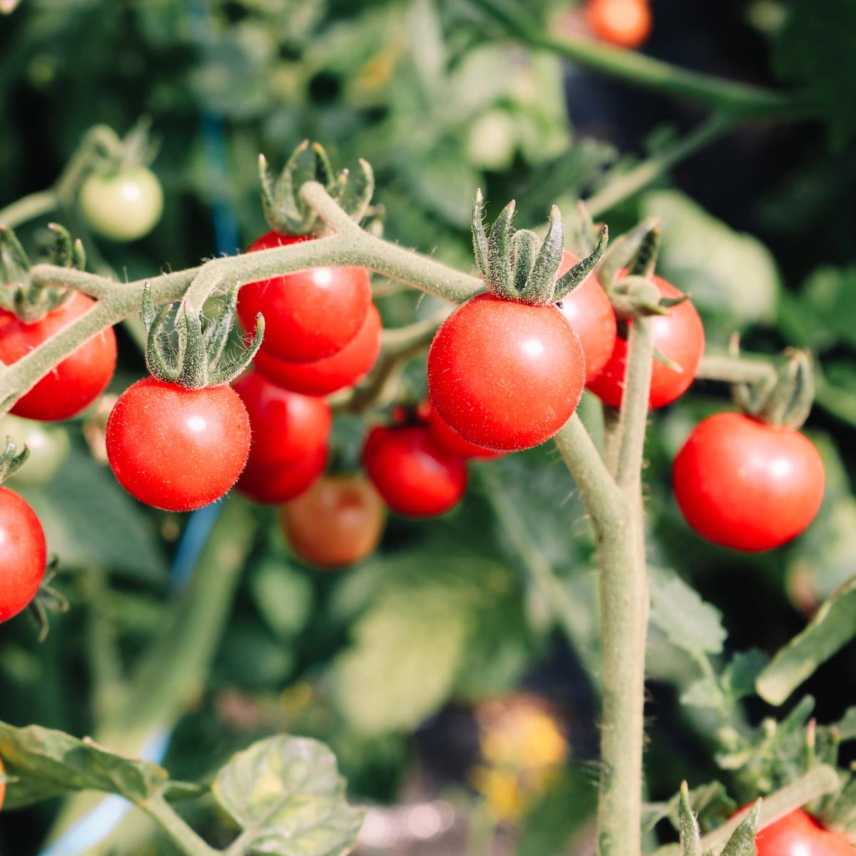 Rote Ribisel » Wildtomate - Altes & historisches Saatgut