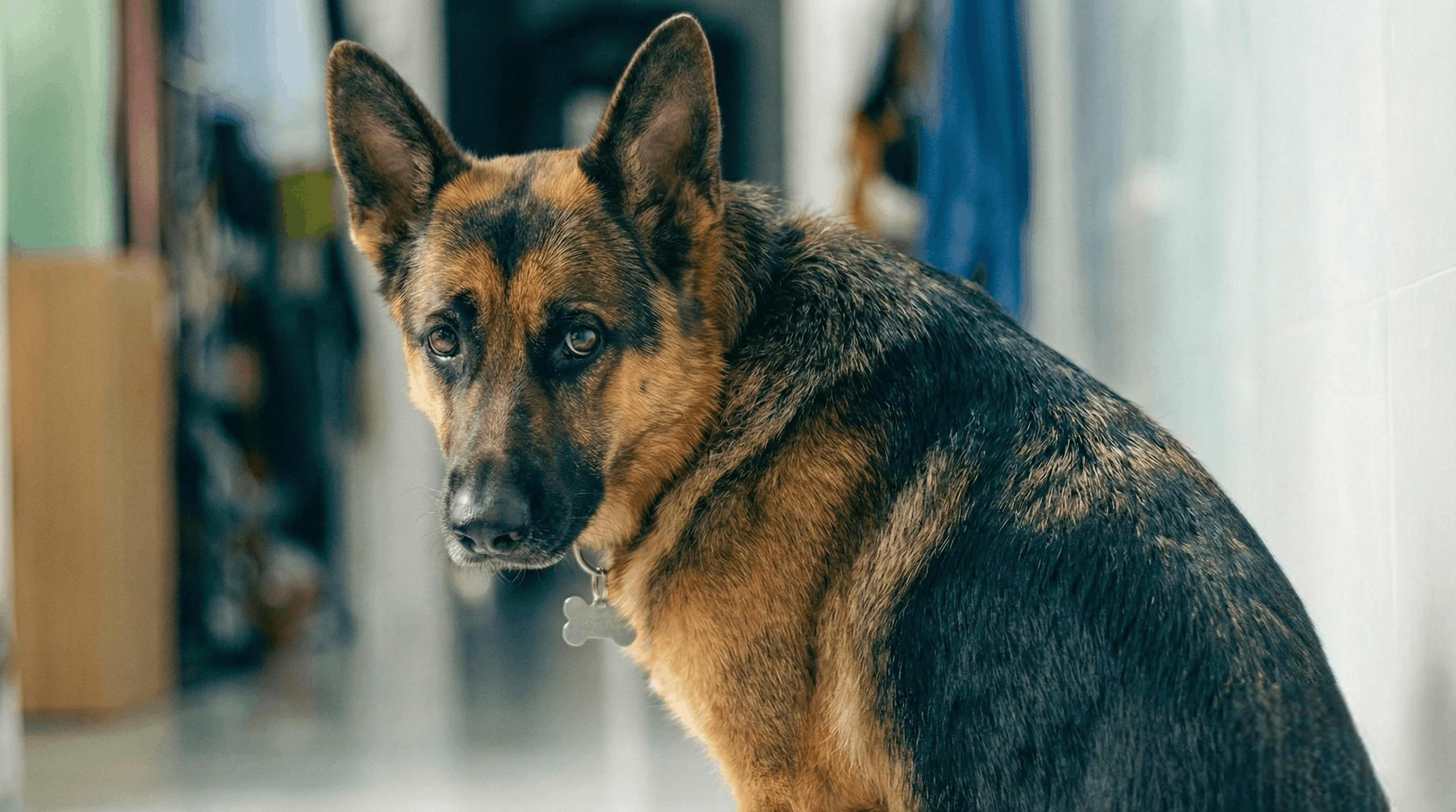 Worms in Dogs: The Ultimate Identification & Decontamination Guide