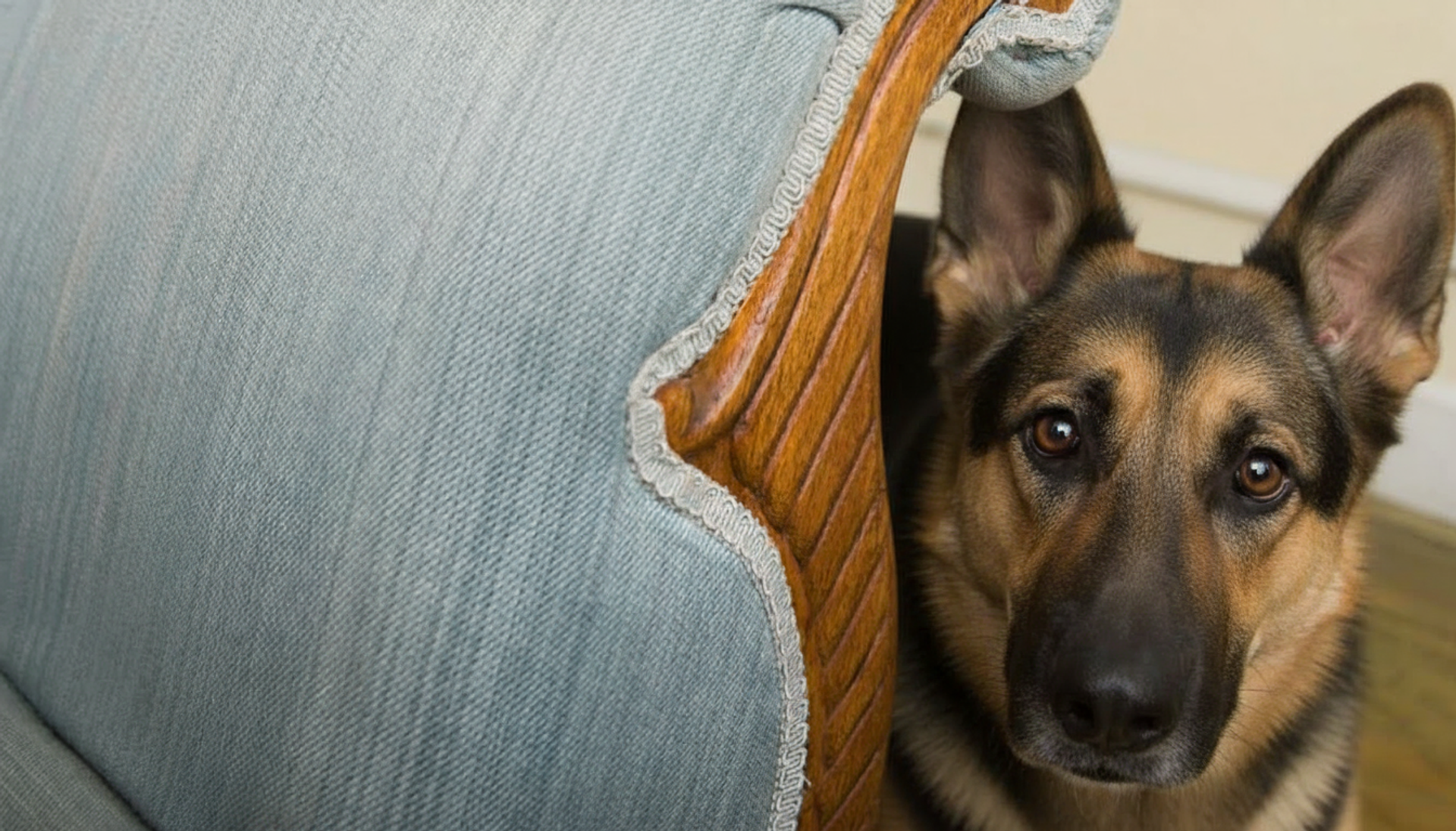 How to Desensitize a Dog to Strangers (Without Stress)