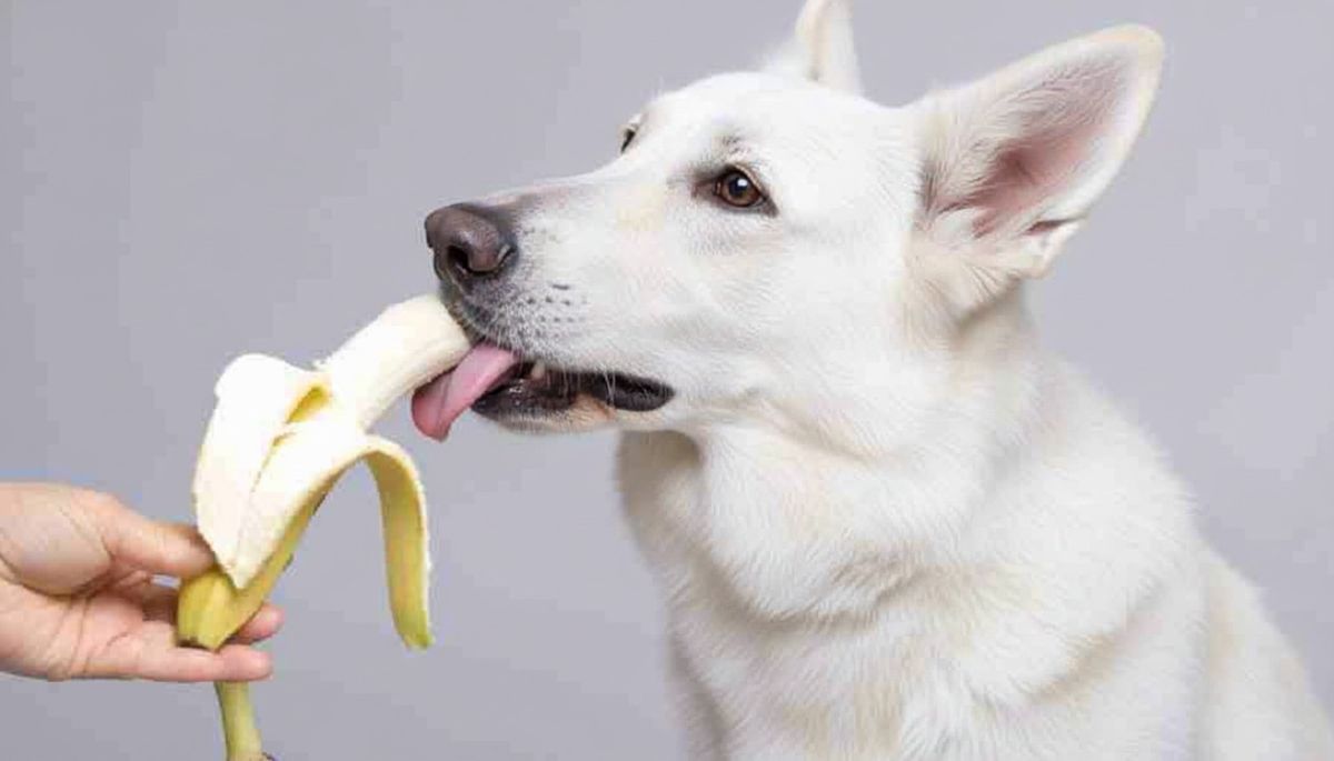 Banana Dog: Can Dogs Eat Bananas Safely?