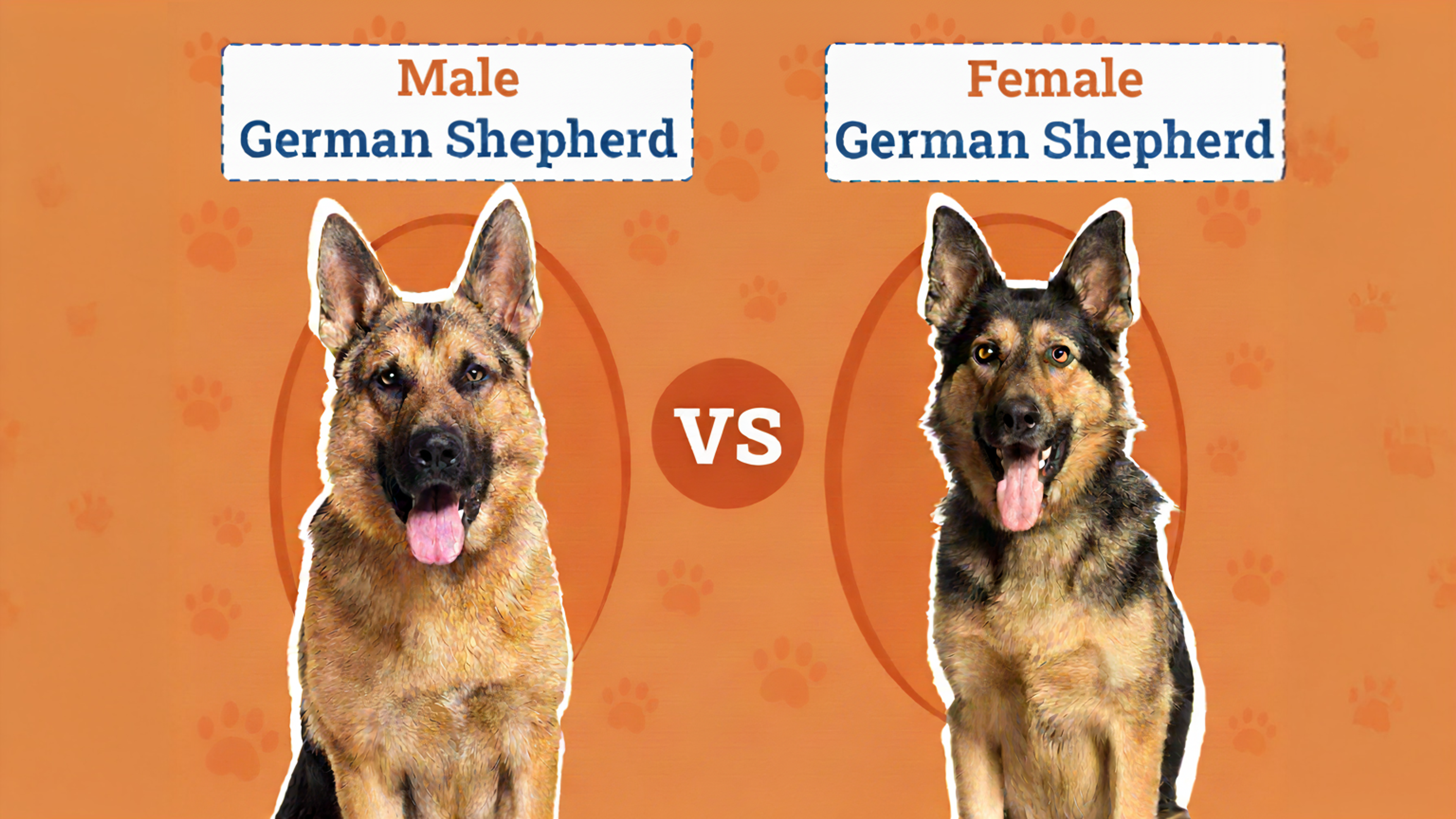 Best Female German Shepherd Names: Unique, Strong & Cute Picks